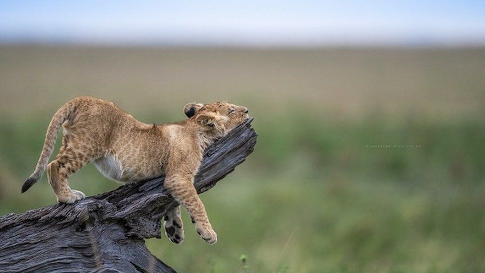 Comedy Wildlife Photography Awards 2023: Check out some of this year's ...