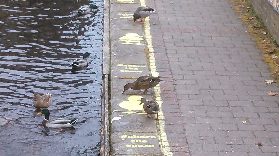 'Duck lane' created beside canal to promote manners - BBC News