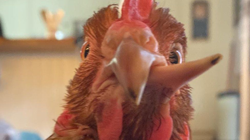 Wonky-beaked Dorset chicken saved from commercial henhouse - BBC News