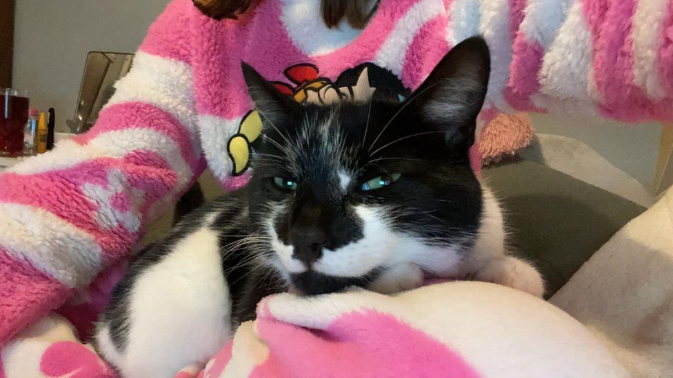 Appeal after cat is put down after being shot in Darlington - BBC News