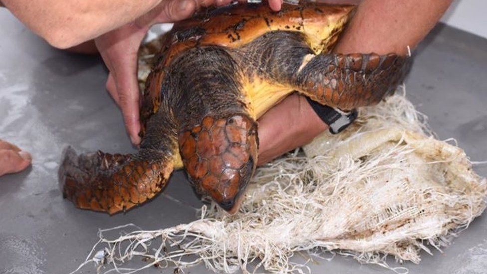 Lostwithiel family saves turtle from plastic sack death - BBC News