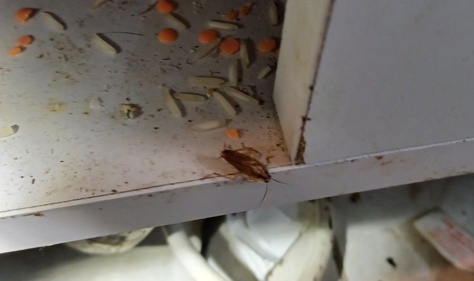 Cockroach Droppings