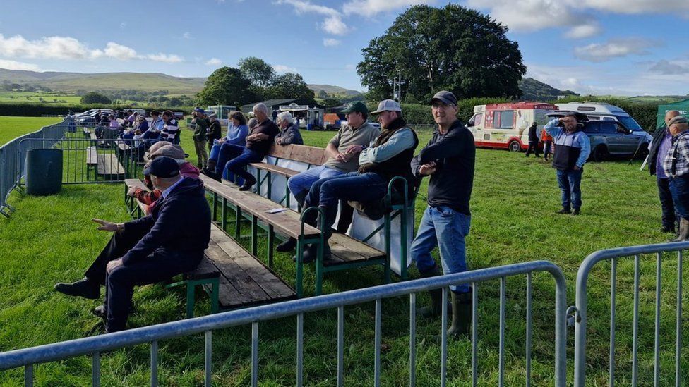 Cŵn defaid Cymru'n cystadlu am le yn y tîm cenedlaethol - BBC Cymru Fyw