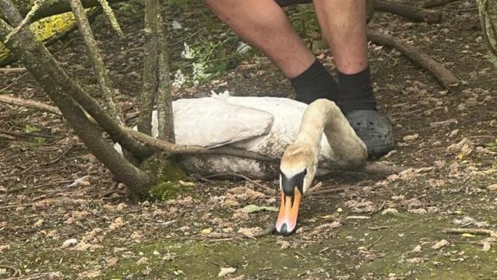 Swans killed in dog attack at Thatcham Nature Discovery Centre - BBC News