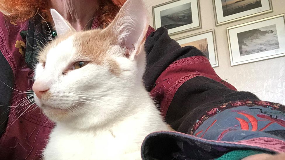 Cat owner's despair as claim made on missing Market Drayton pet - BBC News