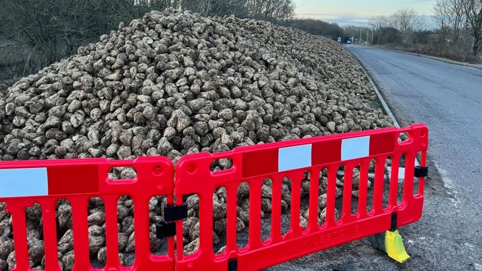 Sugar beet farmer sorry for leaving huge pile at Ipswich road - BBC News