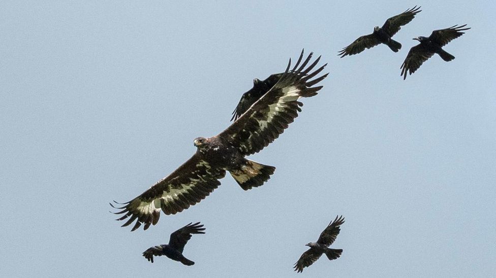 Missing golden eagle was shot in southern Scotland, police believe ...
