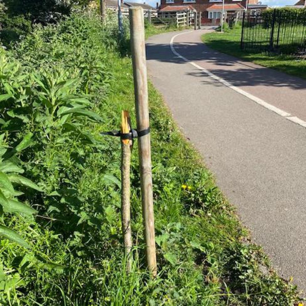 Residents' upset as trees destroyed by vandals - BBC News