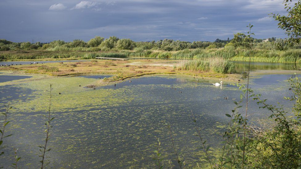 Rescued bittern spotted in Suffolk reserve two years on - BBC News