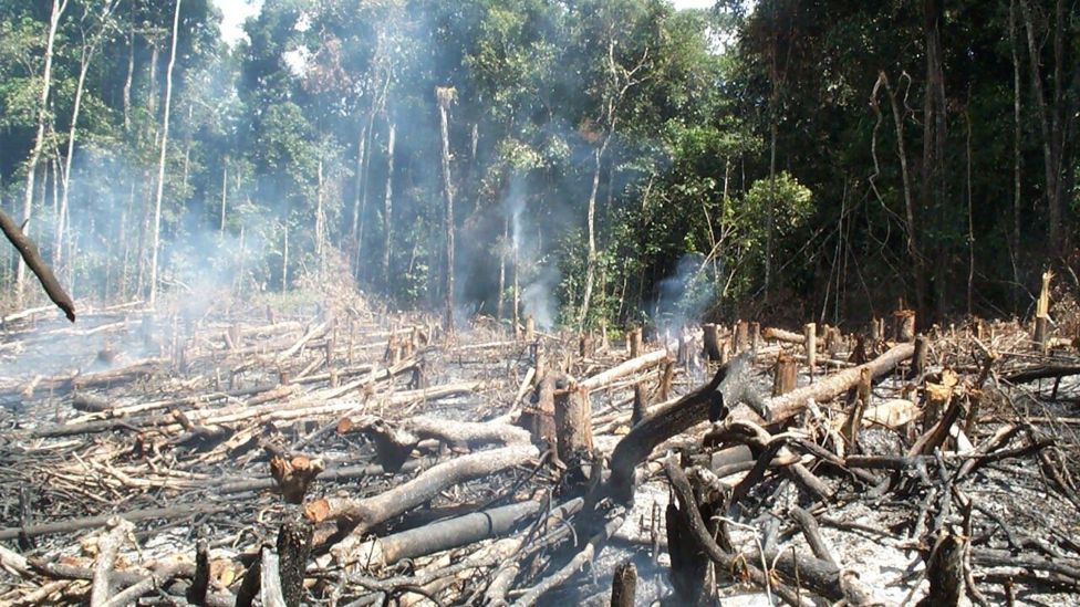 Amazon forest 'shaped by pre-Columbian indigenous peoples' - BBC News