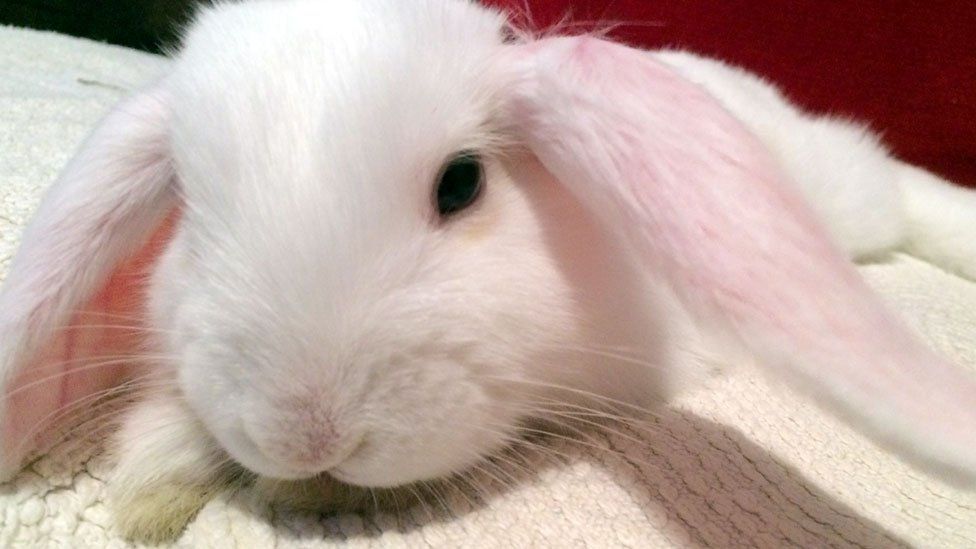 How rabbits are handled may affect pets' welfare - BBC News