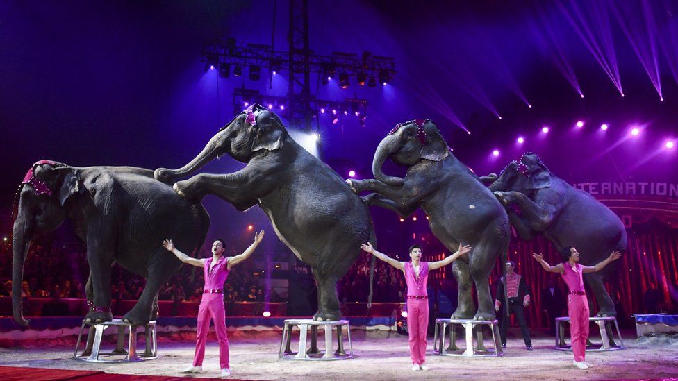 Denmark buys last circus elephants so they can retire - BBC Newsround