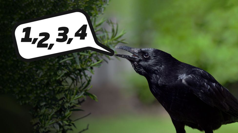 The smart crows that can count numbers 'out loud' - BBC Newsround