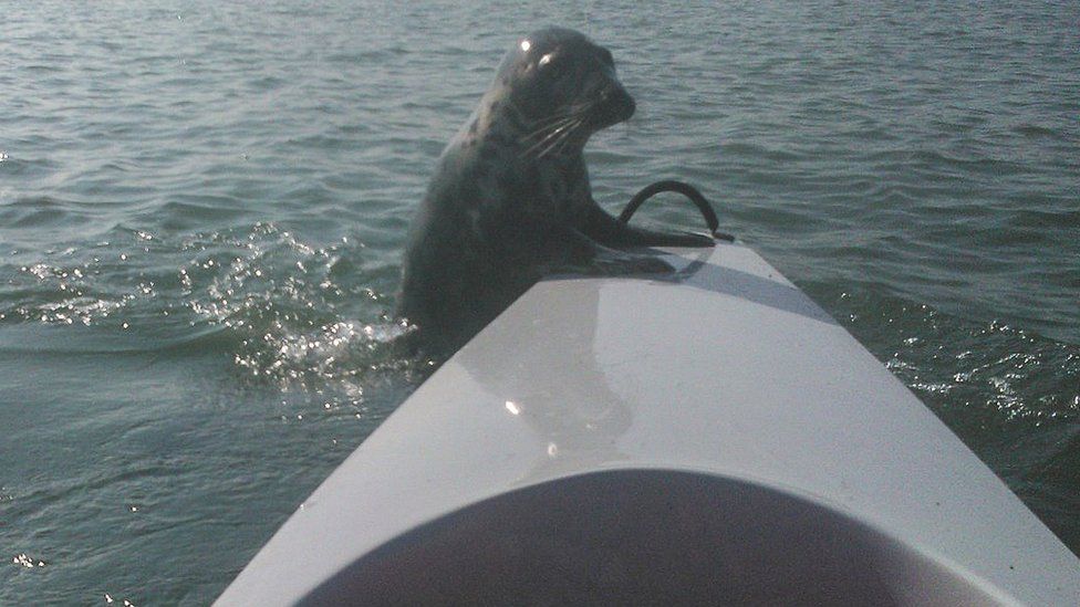 Seal hitches ride on Suffolk rower's boat - BBC News