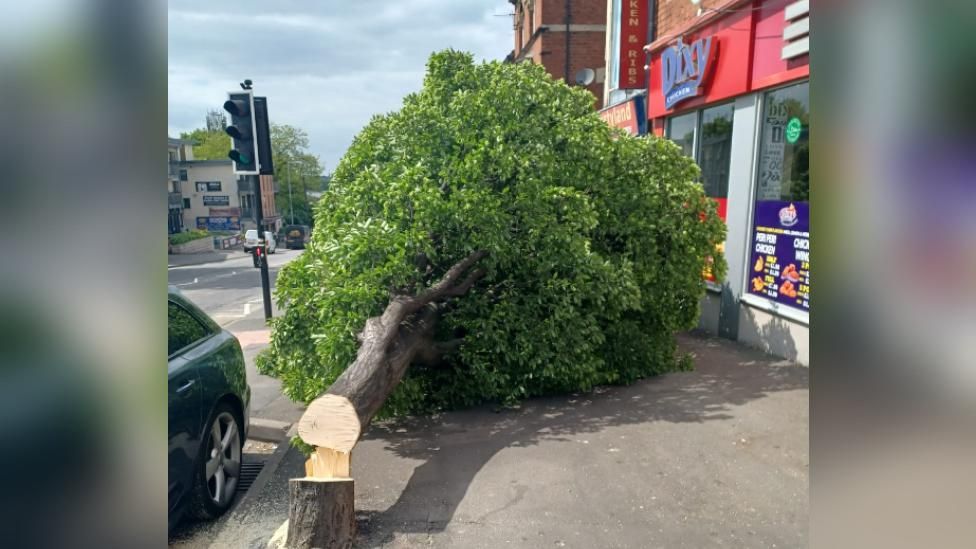 Tree illegally felled with chainsaw in Kidderminster street - BBC News