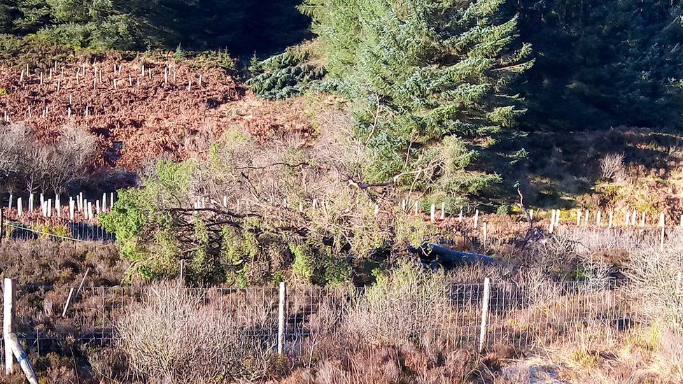 Tree grafting bid to preserve unique Scots pine DNA legacy - BBC News