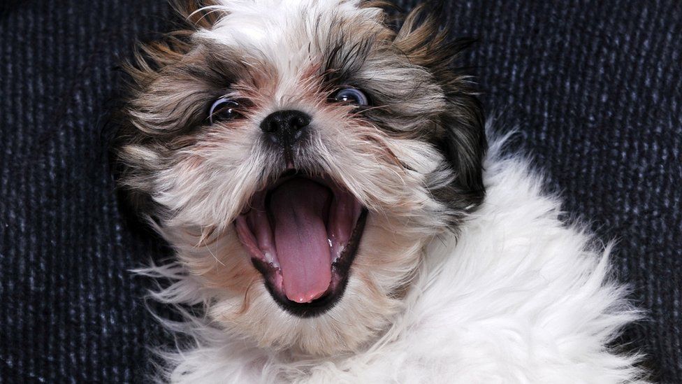 Gallery: Practice your present face - BBC Newsround