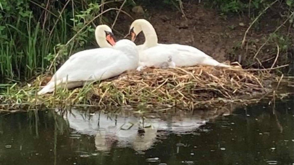 Swan shot in canal attack starts family with new mate - BBC News