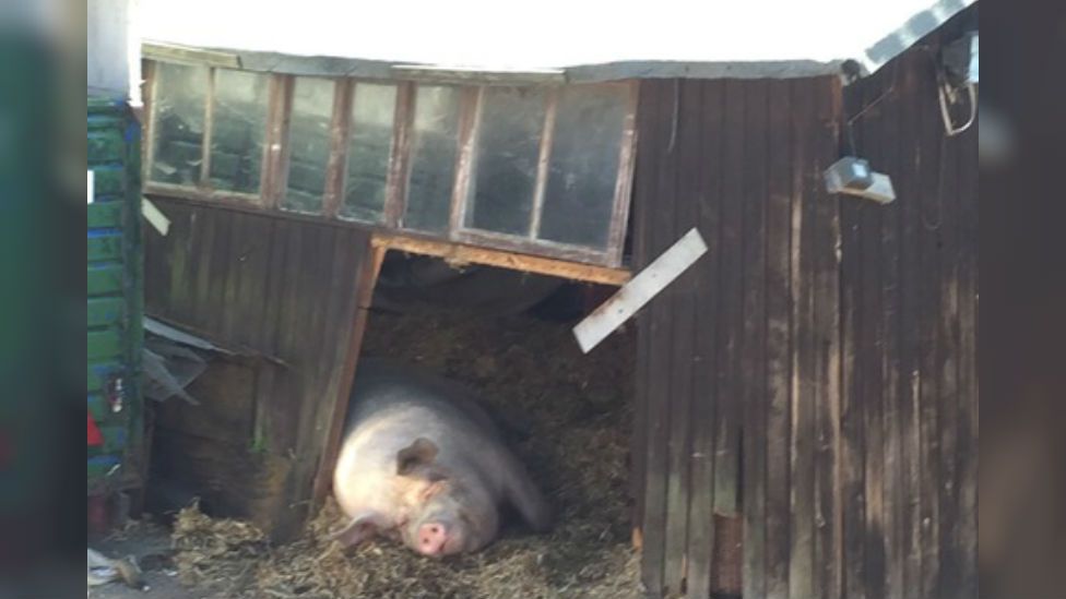 Ipswich 'pigsty' pig house back on market - BBC News