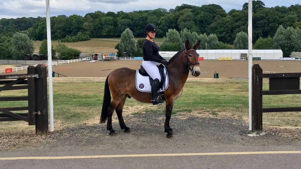 Wallace the mule wins first dressage event - BBC News