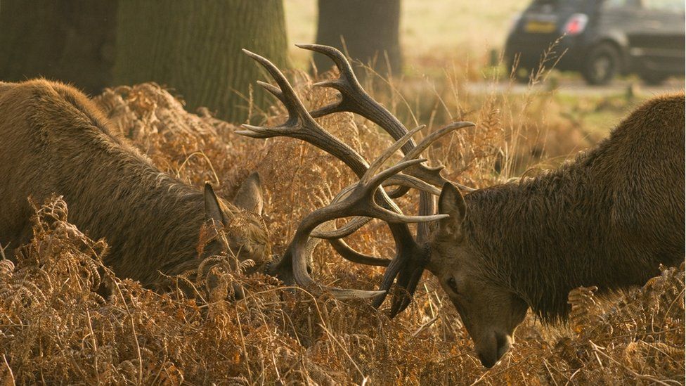 Richmond deer 'put off mating' by photographers - BBC News