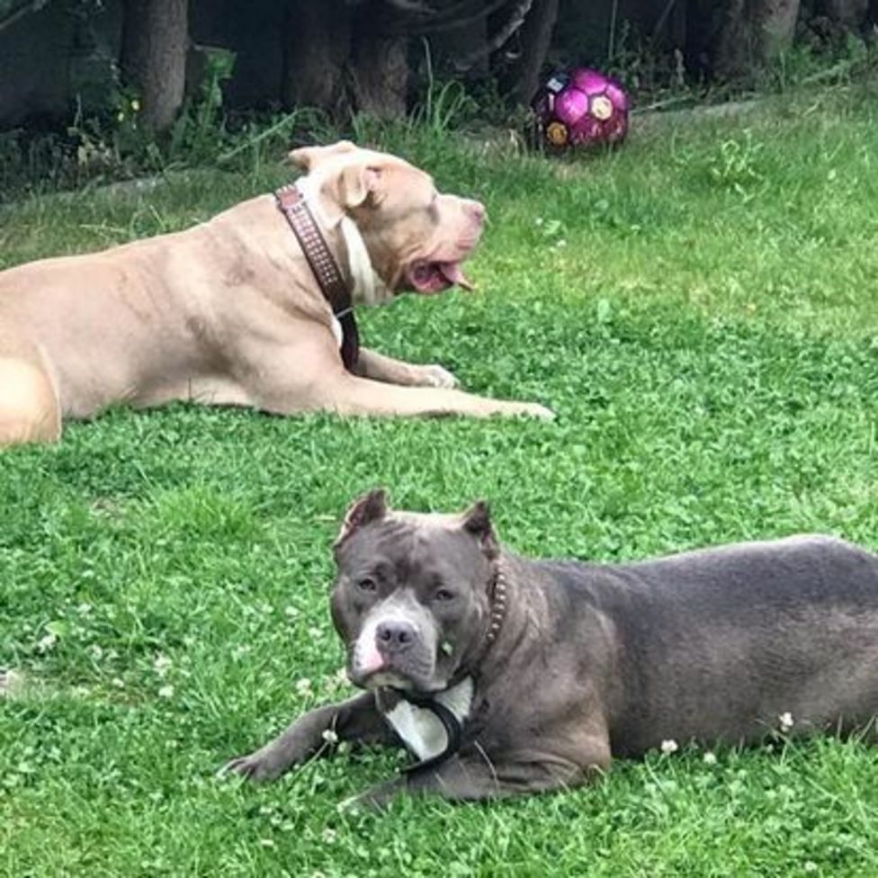 XL bully ban could lead to more attacks at home - adviser - BBC News