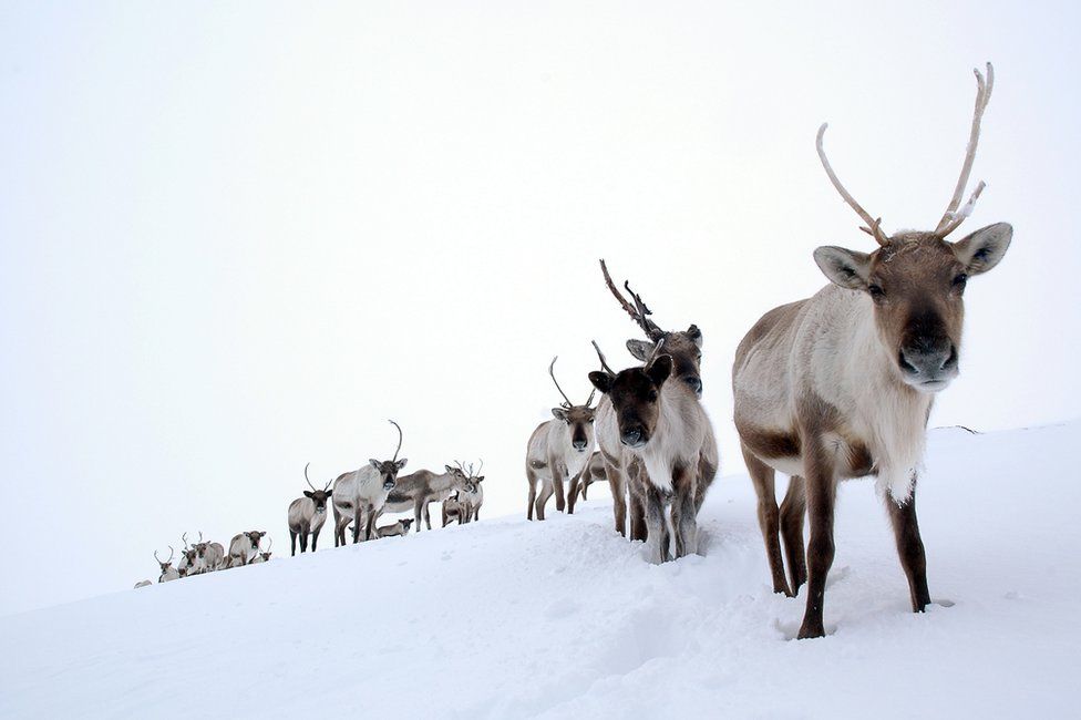 The reindeer that call Scotland's Cairngorms home - BBC News