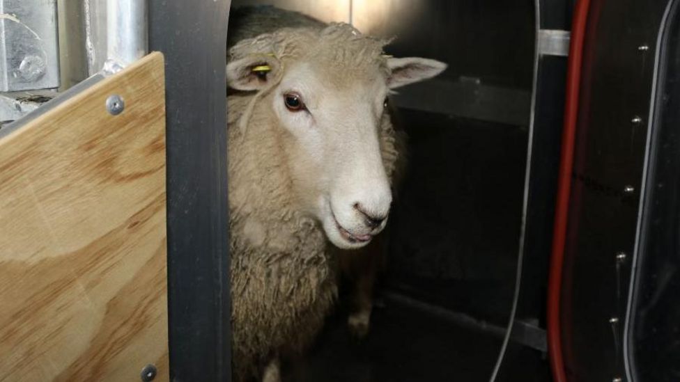 Sheep greenhouse gas emissions test chambers a 'UK first' - BBC News
