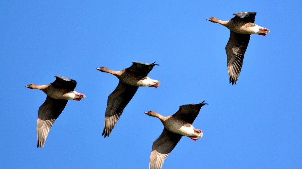 Thousands of birds flee after firework scare - BBC News