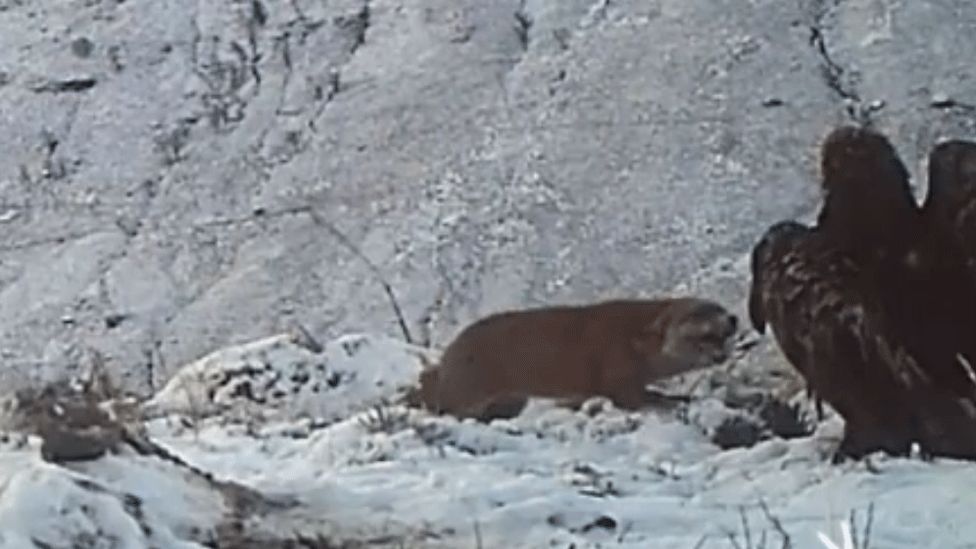 Where eagles dare: Fox takes on large raptor for a meal - BBC News