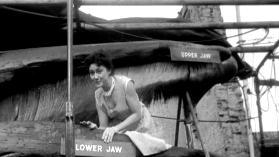 When dead whales went on tour - BBC News