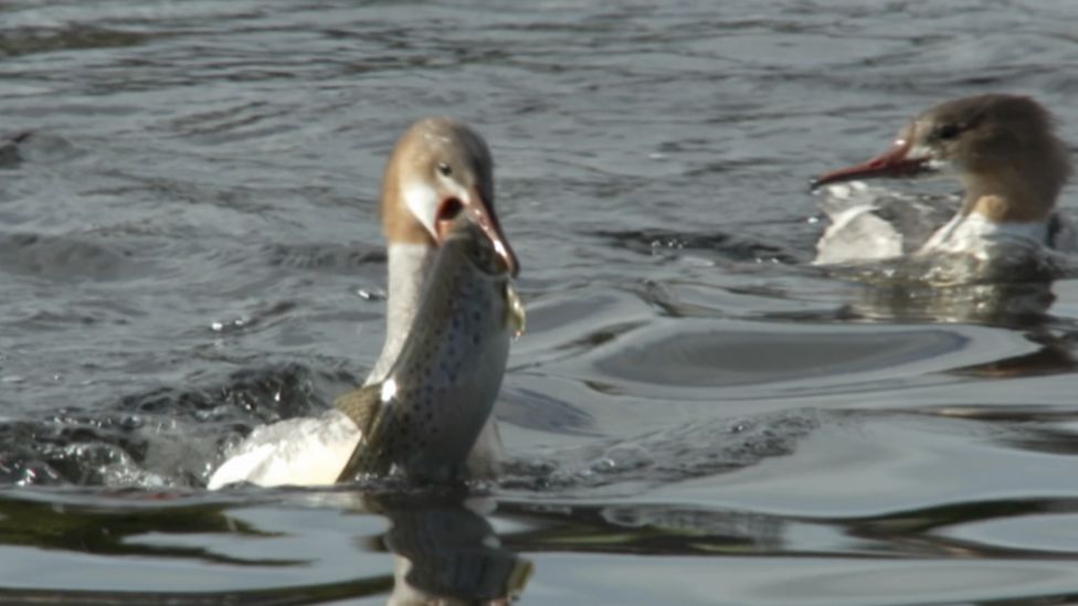 Fishing: Welsh anglers want cull of birds devouring river stocks - BBC News