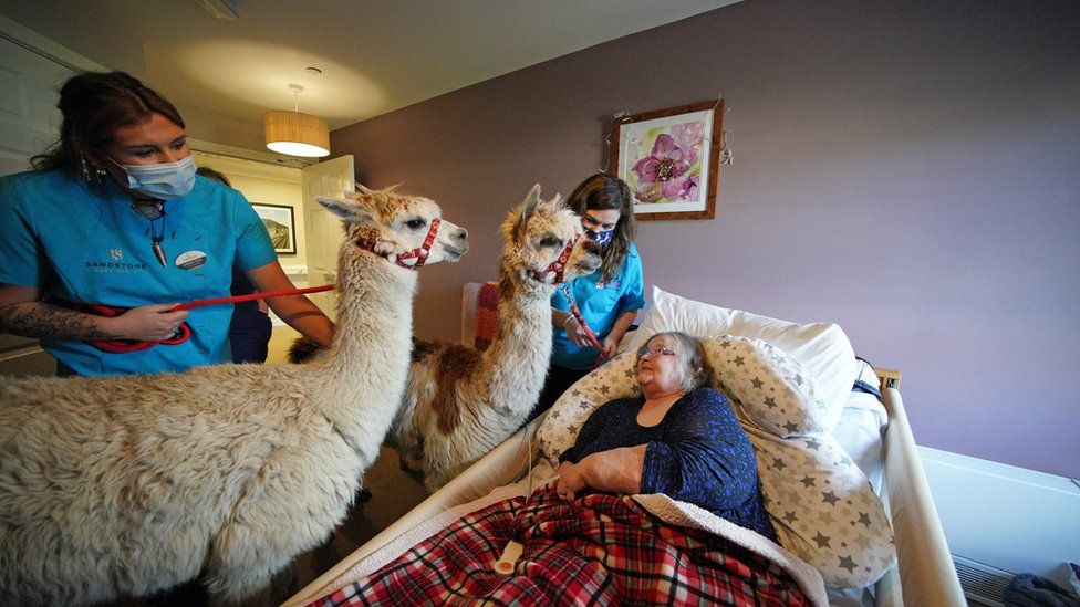 Alpacas: Powys care home residents welcome surprise visit - BBC Sport
