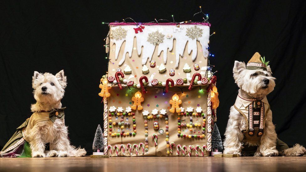 Dogs parade in Scrooge-themed pooch pageant in Leeds - BBC News