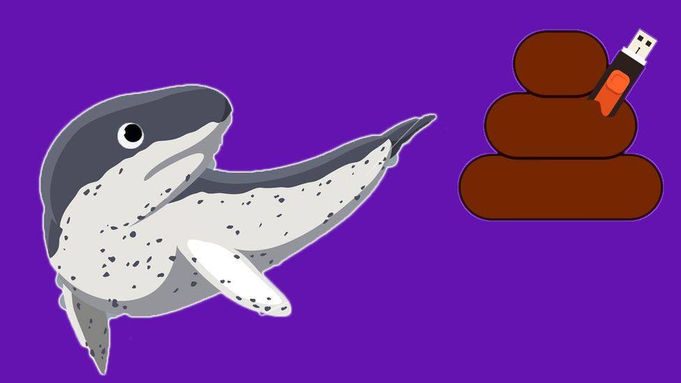 What weird object has been discovered in seal poo? - BBC Newsround