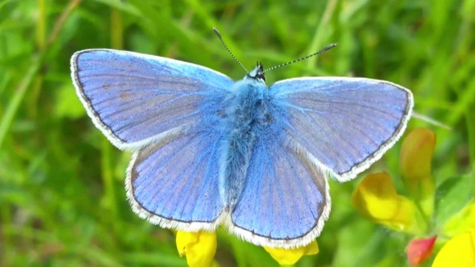 Butterflies in major decline in Northern Ireland, says report - BBC News