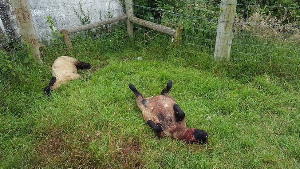 County Down: Sheep killed in 'brutal' repeat attack - BBC News