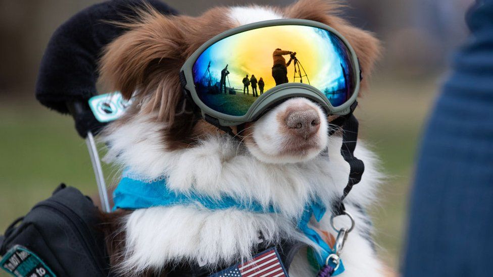 Solar eclipse 2024: Nasa studying how animals reacted to the eclipse ...