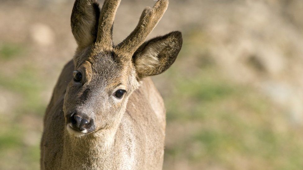 Deer poachers banned from entering Humberside Police area - BBC News
