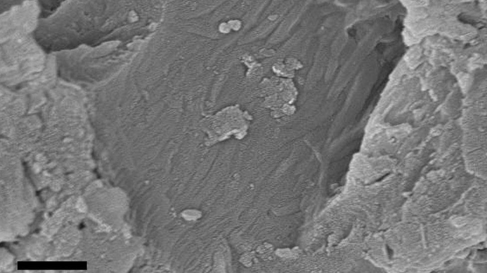 Dino-bird fossil had sparkly feathers 'to attract mate ' - BBC News