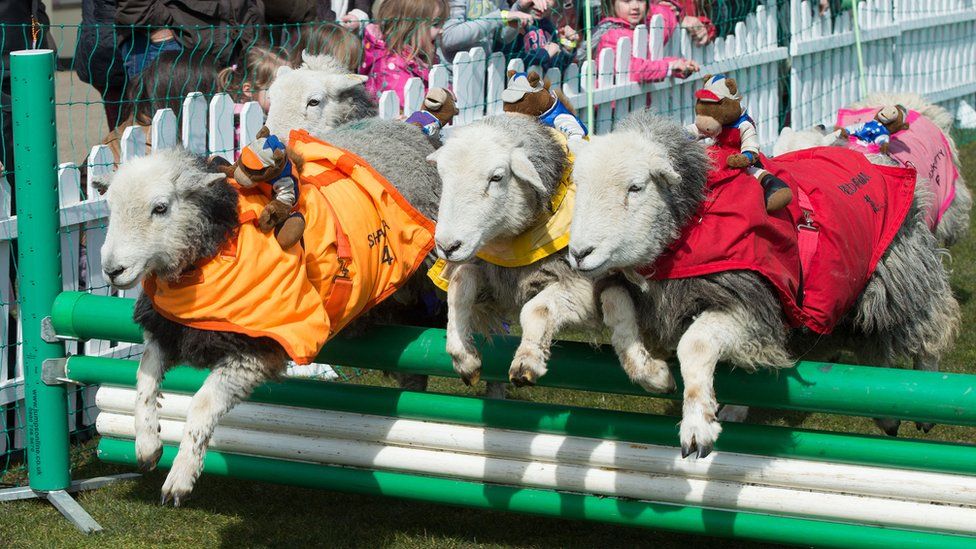Llandovery sheep race cancelled after 60,000 sign petition - BBC News