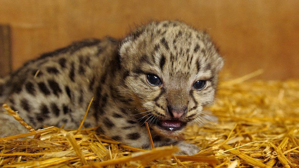 Snow leopards: Rare cub born at Big Cat Sanctuary - BBC Newsround