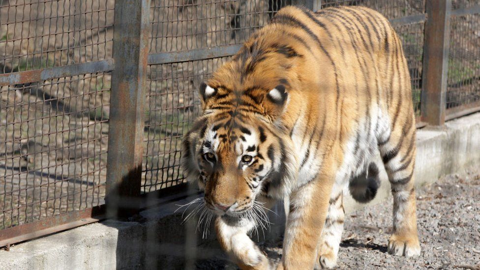 Ukrainian Odessa Zoo reopens for the first time since invasion - BBC ...