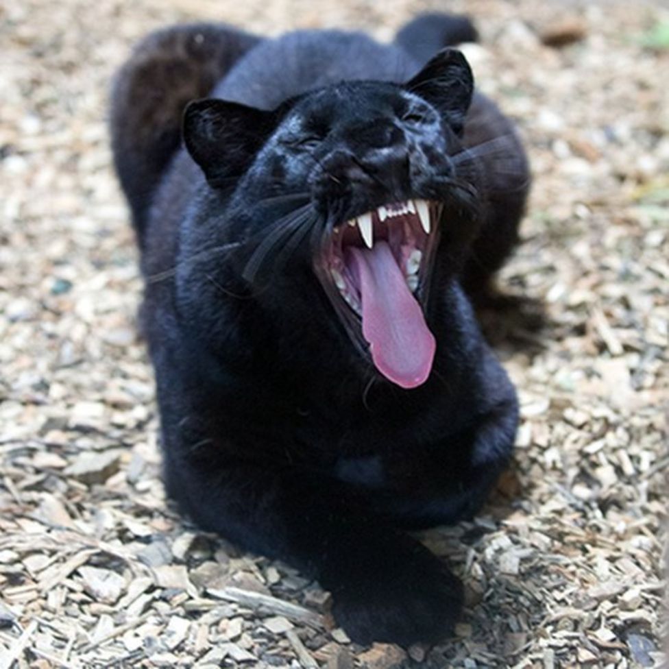 Rare black leopard settles into Exmoor Zoo - BBC News