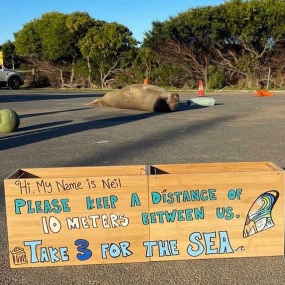 Neil the seal - Tasmania's latest viral sensation and why you should ...