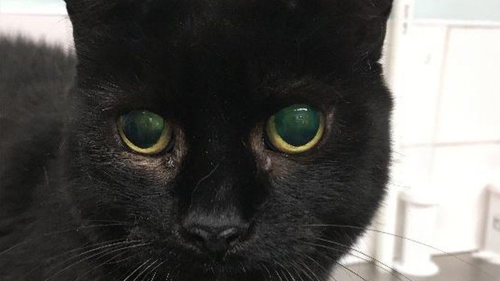 Owners wanted for 'stolen' cats seized from Stretford house - BBC News