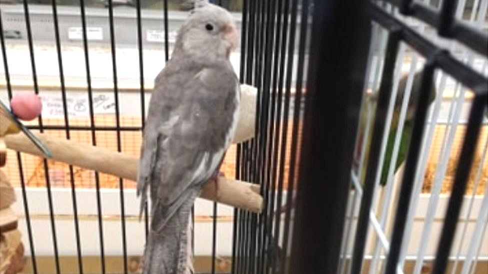 Caister-on-Sea family offer toilet rolls in missing cockatiel hunt ...