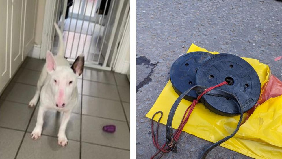 Dog found dead in canal in Greenford with weights around neck - BBC News