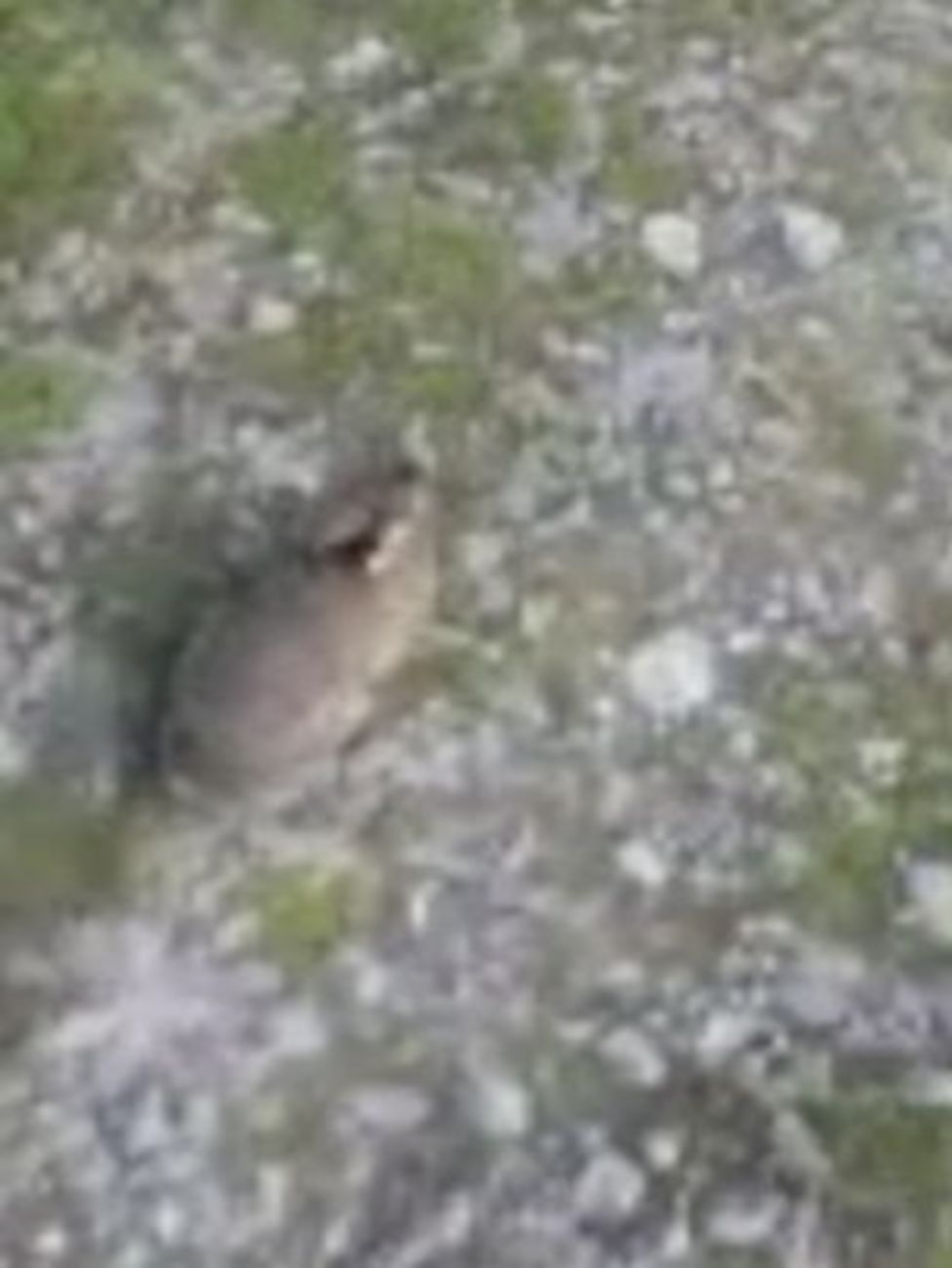 Lincolnshire man filmed himself kicking rabbit across field - BBC News