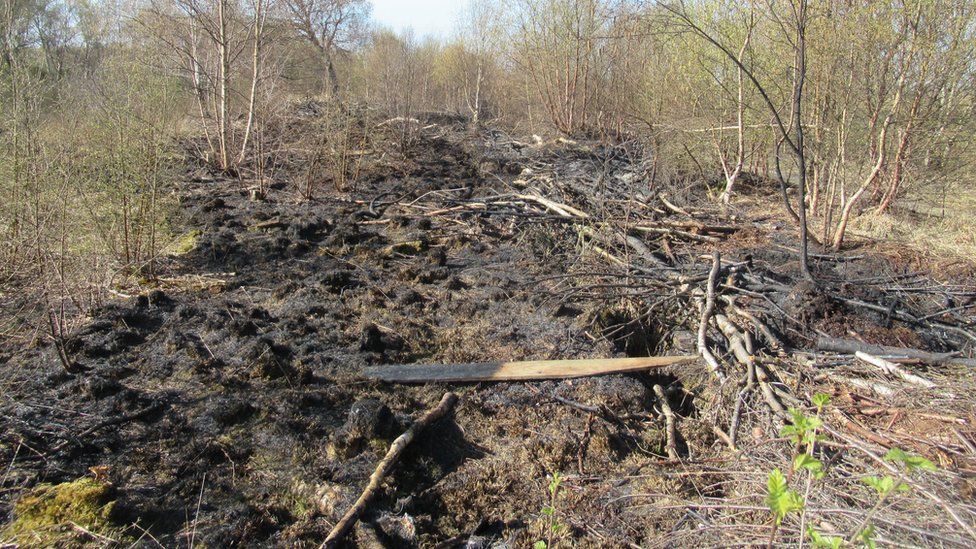 Salford fire 'decimates' rare wildlife habitat - BBC News